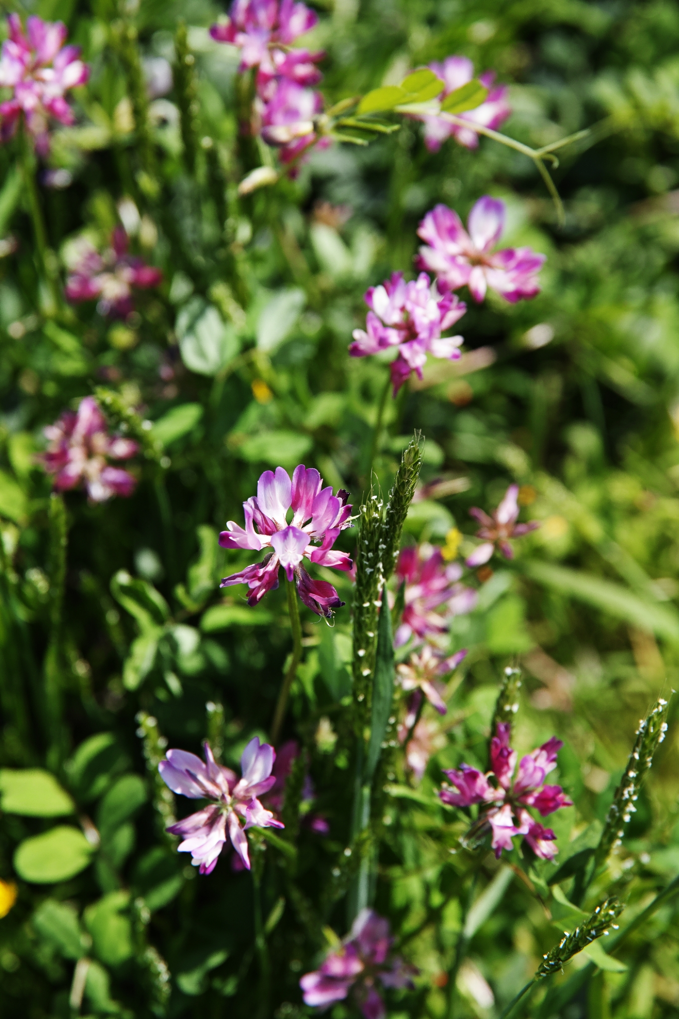 Milk vetch flower fields around Asukadera Temple | My impressive places