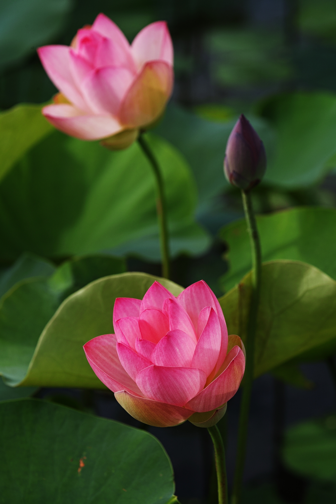 Lotus flowers at Fujiwara Palace Ruins | My impressive places