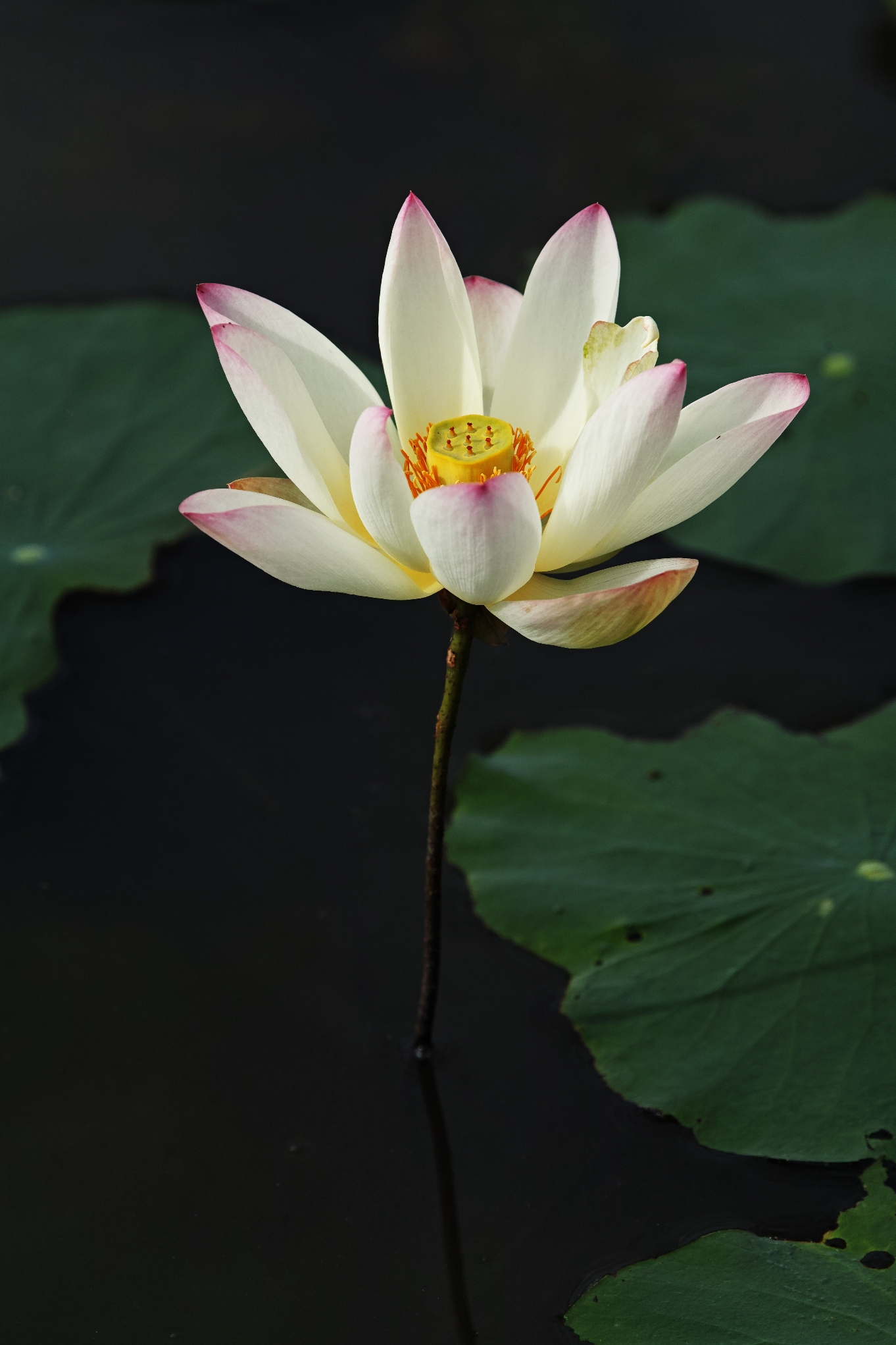 Lotus flowers at Fujiwara Palace Ruins | My impressive places