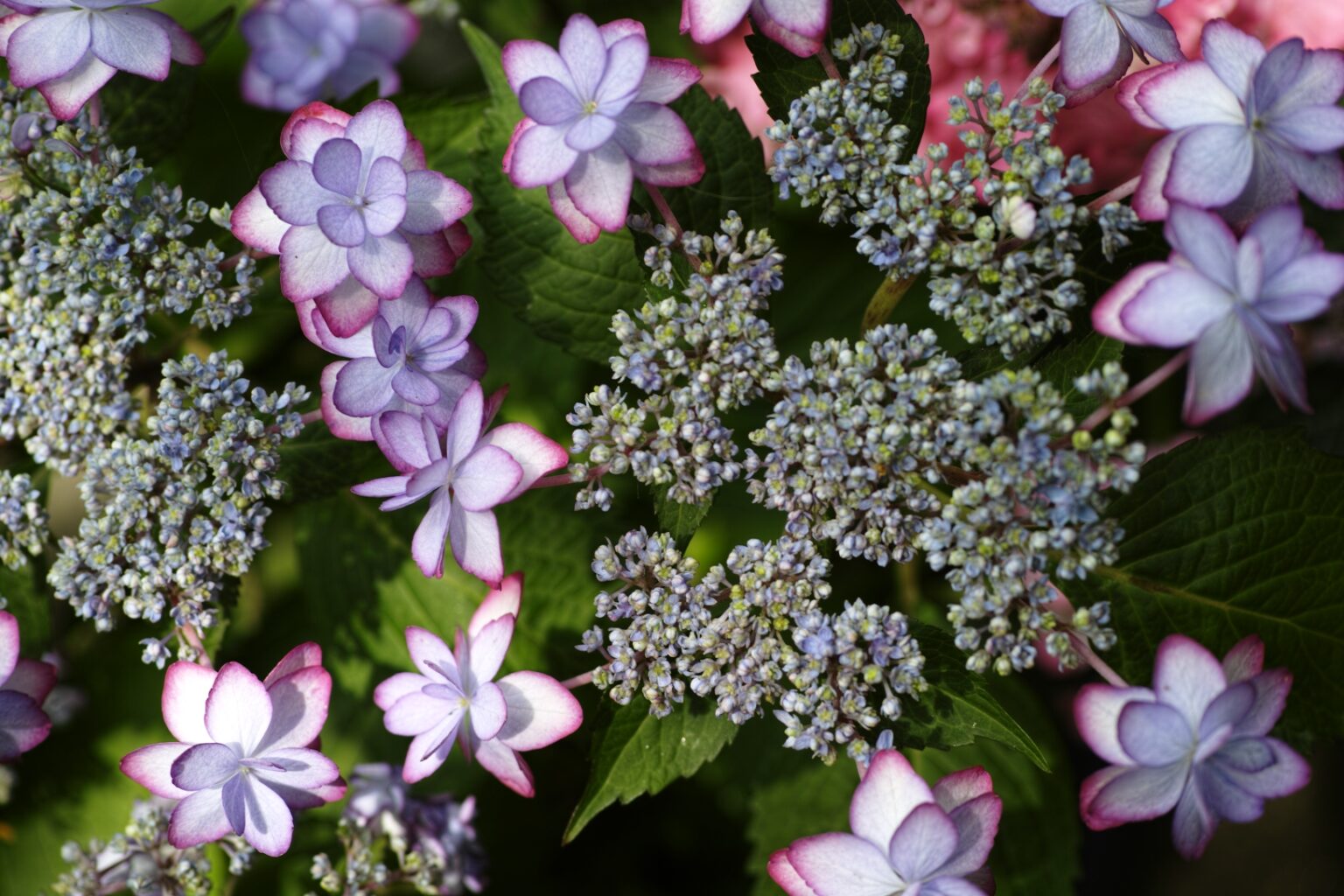 Hydrangea flowers at Hasedera Temple, Nara Prefecture | My impressive ...