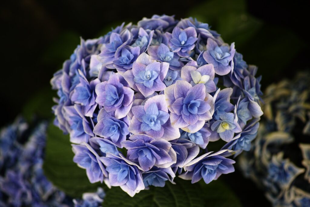 Hydrangea flowers at Hasedera Temple, Nara Prefecture | My impressive ...