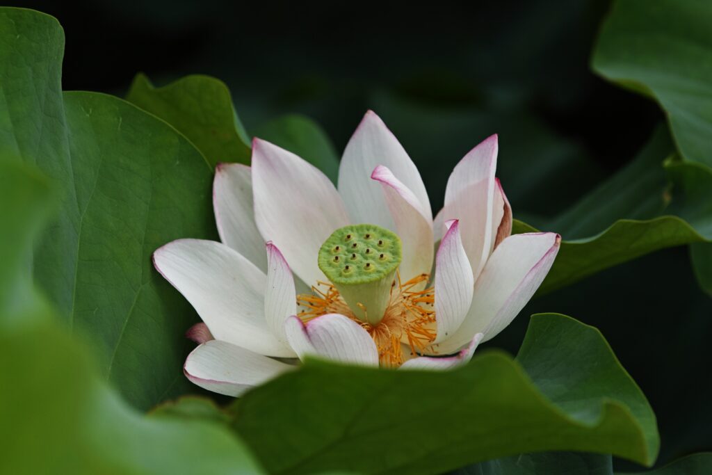 Lotus flowers at the Fujiwara Palace ruins 2024 | My impressive places
